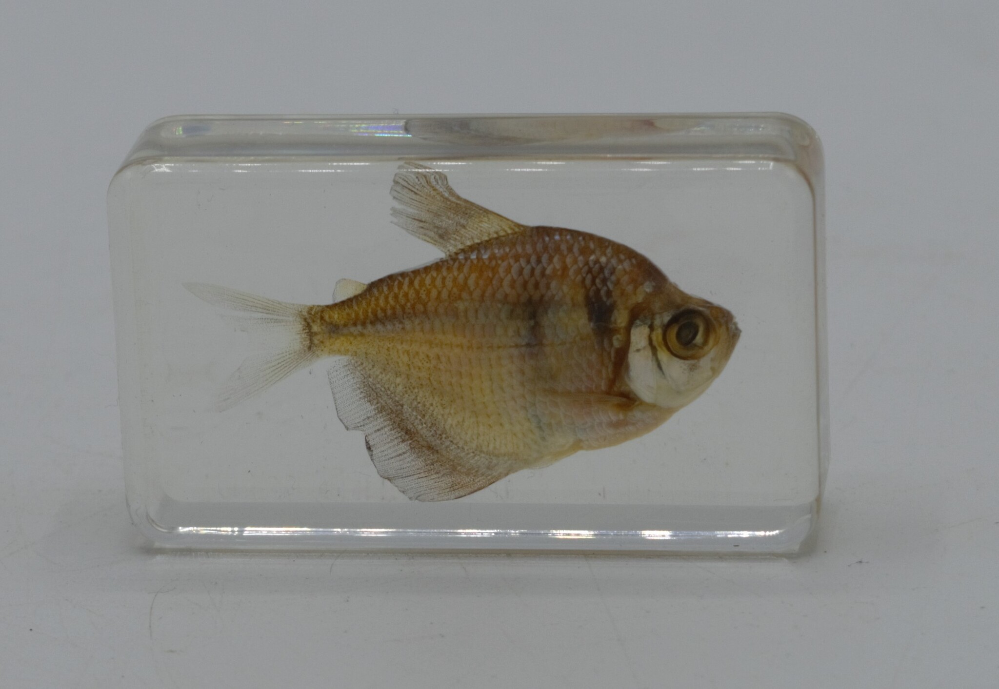 Fish in resin #1 - Nature Deco