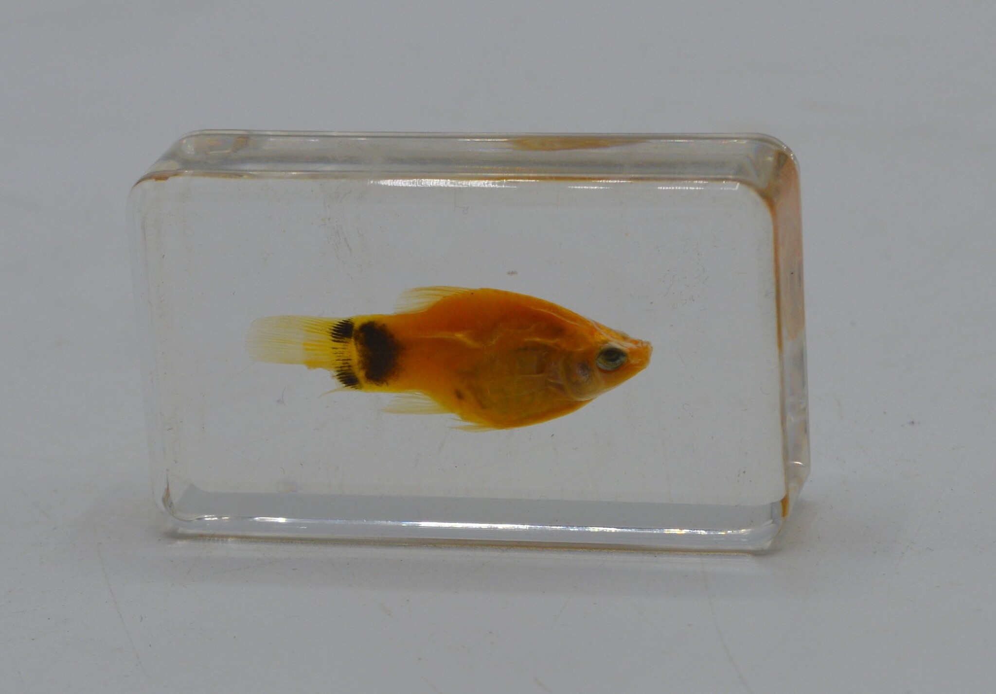 Fish in resin #2 - Nature Deco