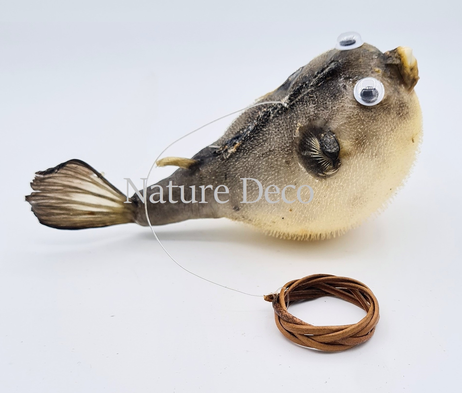 Ballon vis (puffer fish) 8-10cm - Nature Deco