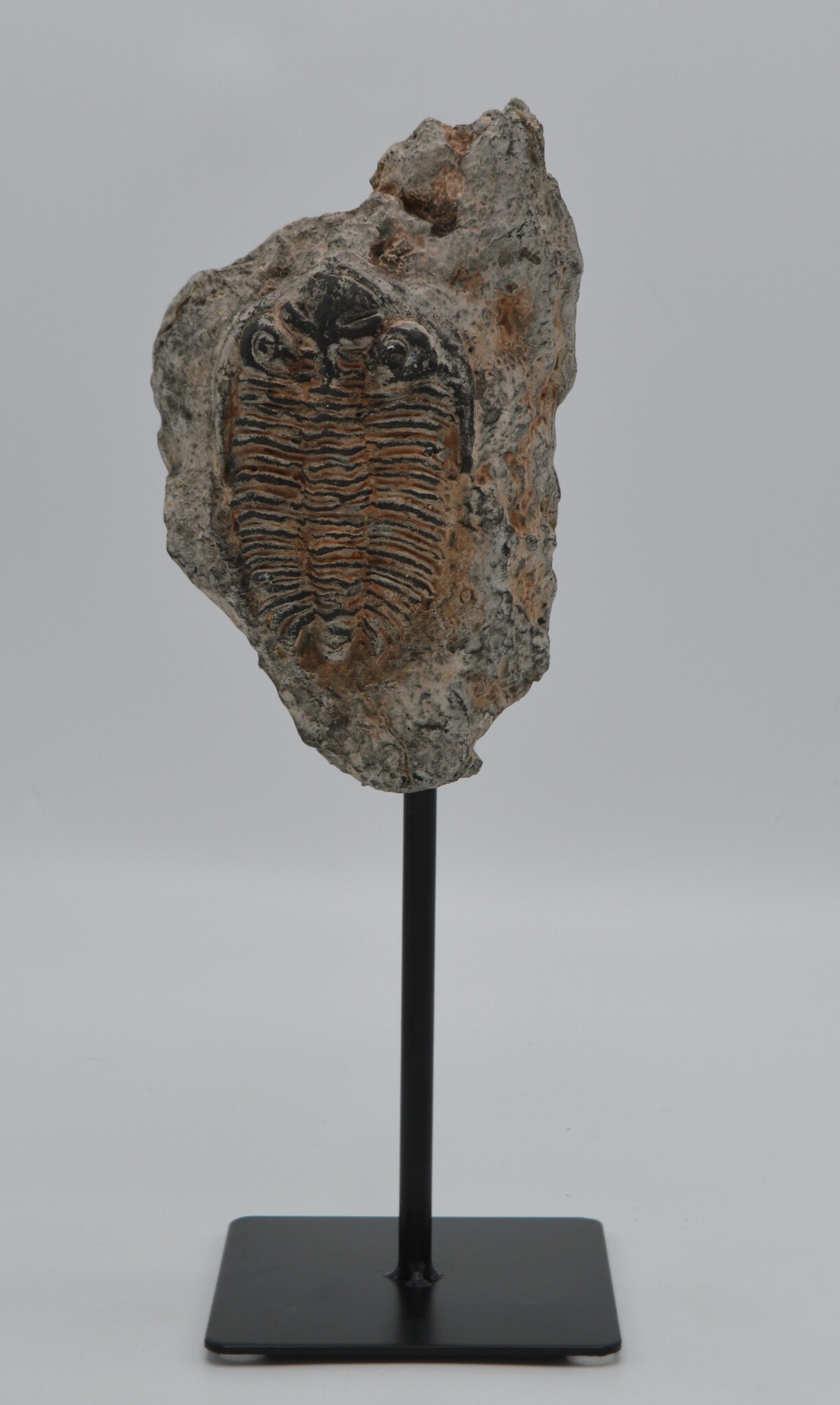 Fossil Trilobite replica - Nature Deco