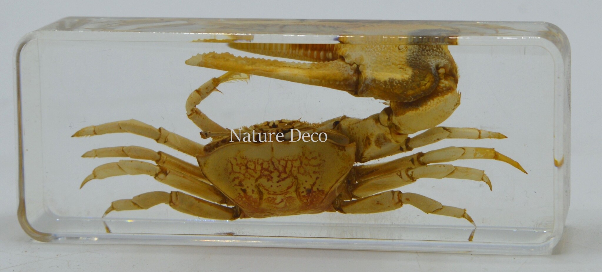 Fiddler Eyebrow crab in resin XL - Nature Deco
