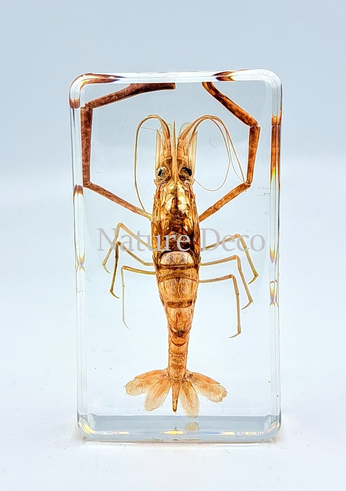 River shrimp in resin - Nature Deco