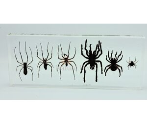 Six spiders in resin xl collection - Nature Deco