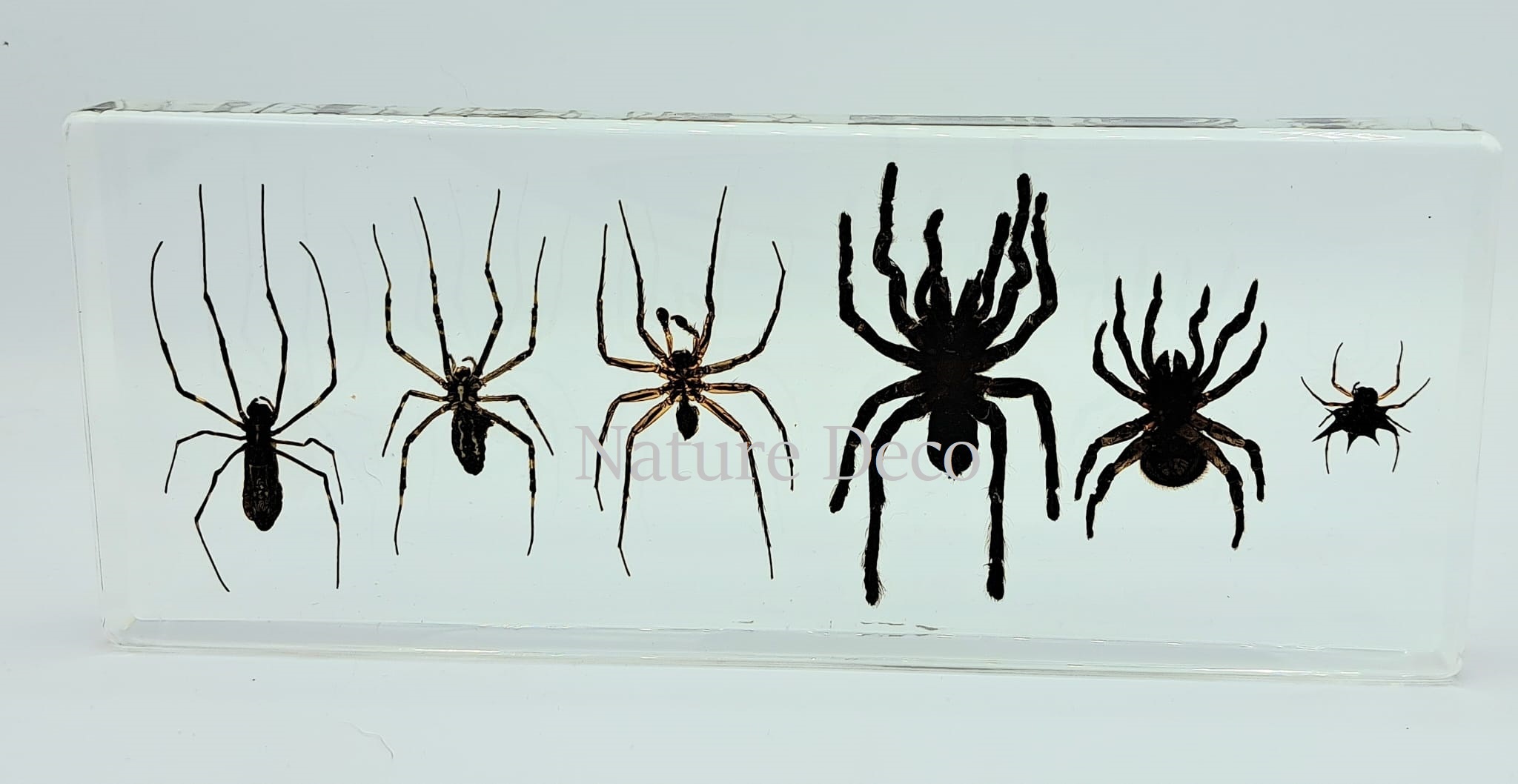 Six spiders in resin xl collection - Nature Deco