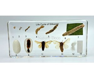 Zijderups levenscyclus in hars - Nature Deco