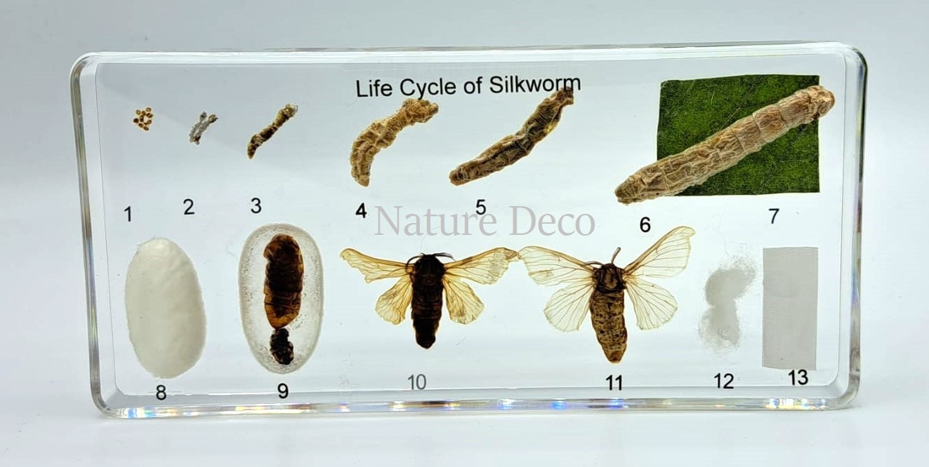 Life Cycle Of Silkworm 890 Life Cycle Silkworm Images, Stock Photos,