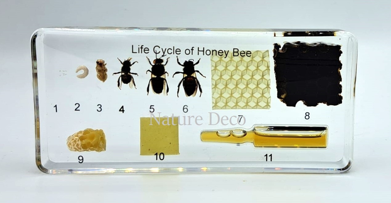Honey bee life cycle - Nature Deco