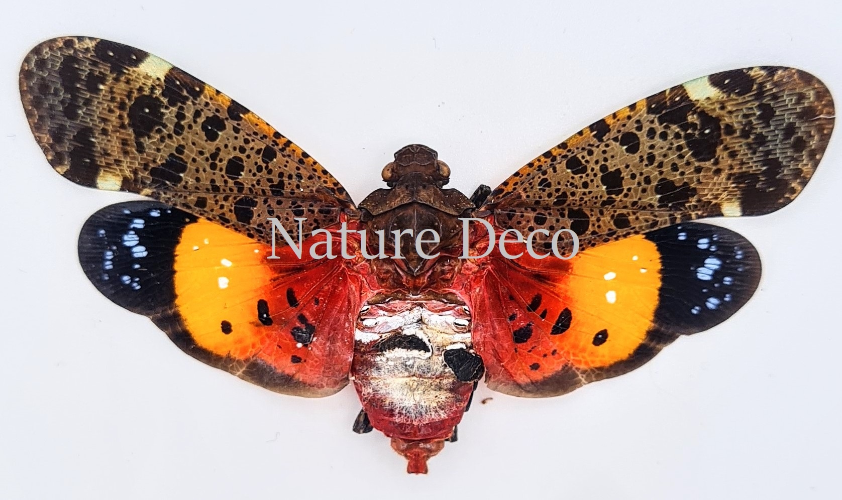 (Un)mounted Penthicodes Variegata - Nature Deco