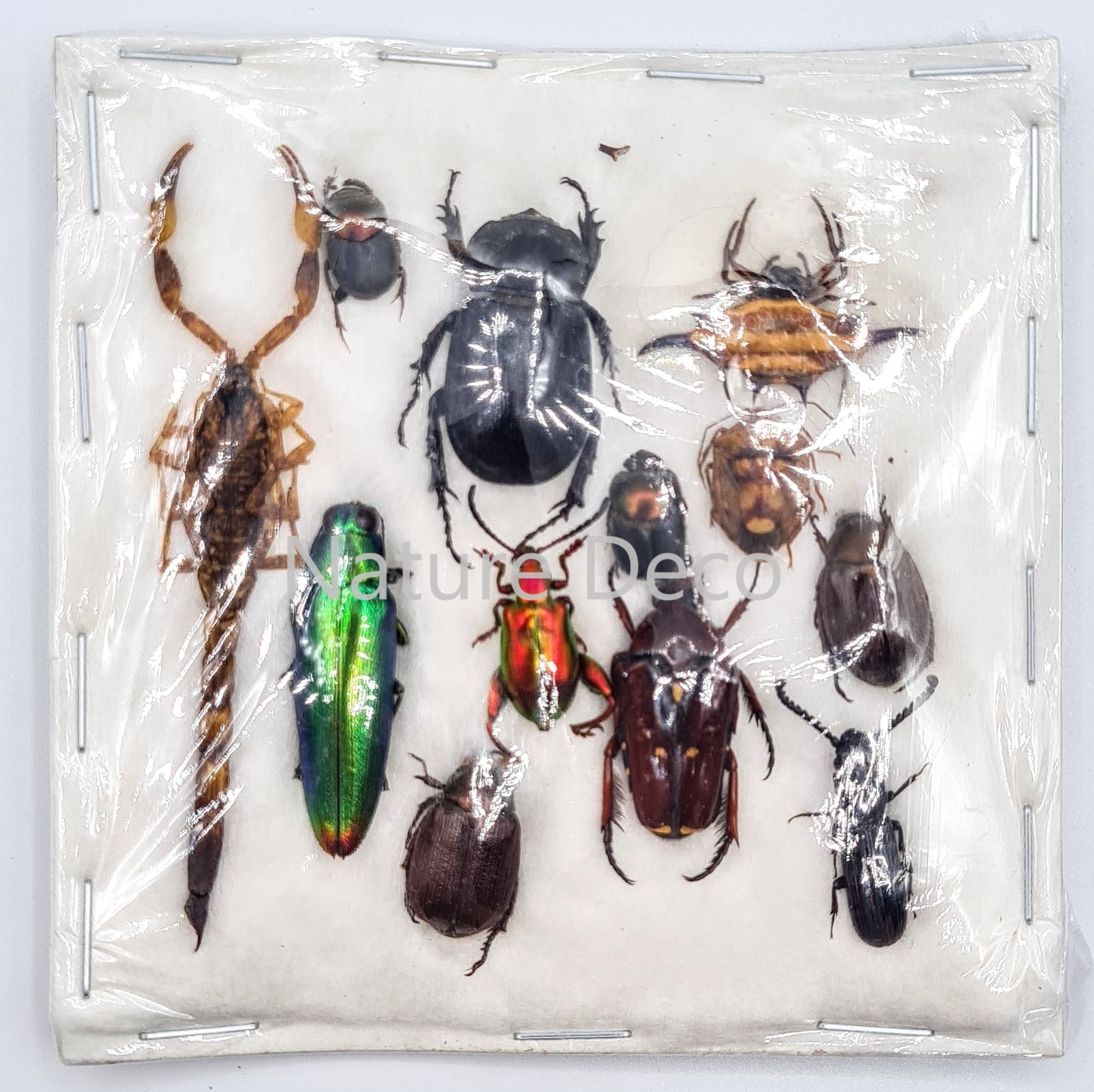 Ongeprepareerde insecten mix Indonesië - Nature Deco