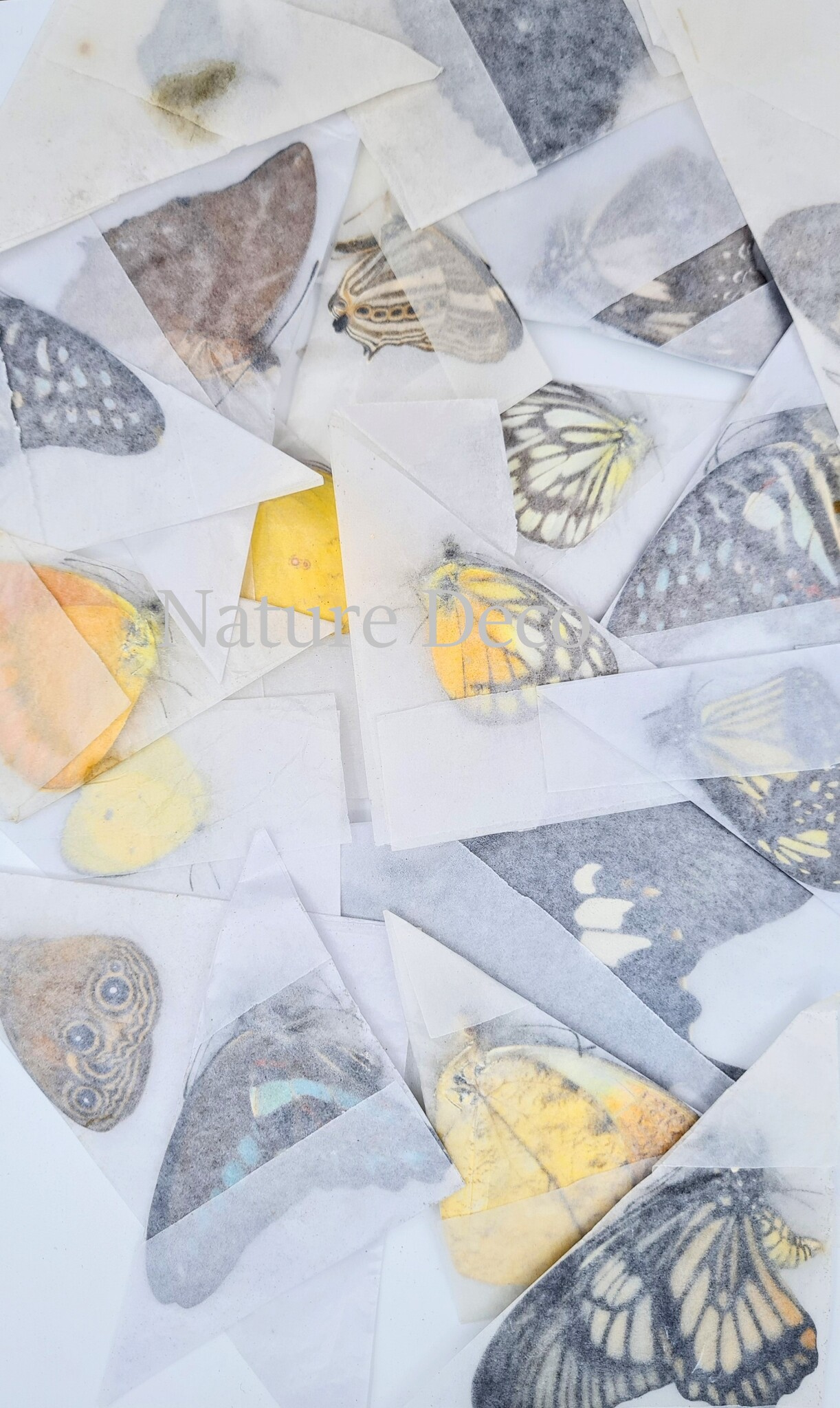 Unmounted buttefly mix exclusive 100 pieces - Nature Deco