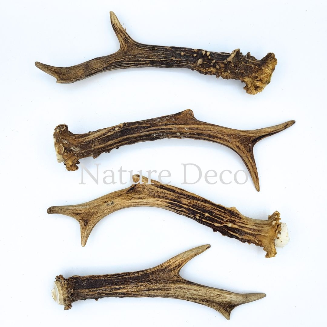 Ree Gewei B - Nature Deco