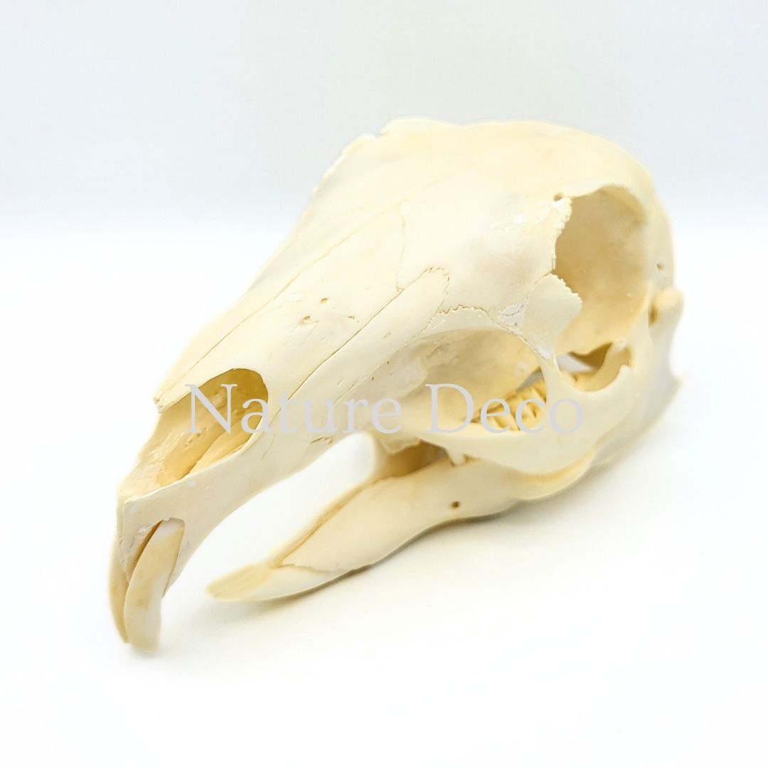 Mara skull 14 x 6 x 6 cm - Nature Deco