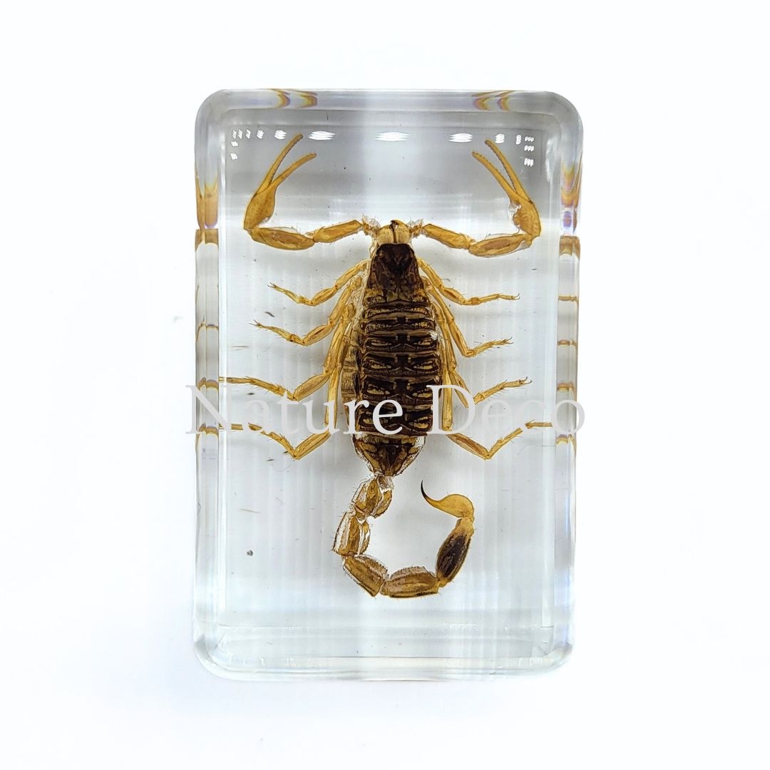 Gold scorpion in resin, 4 x 3 x 2 cm - Nature Deco