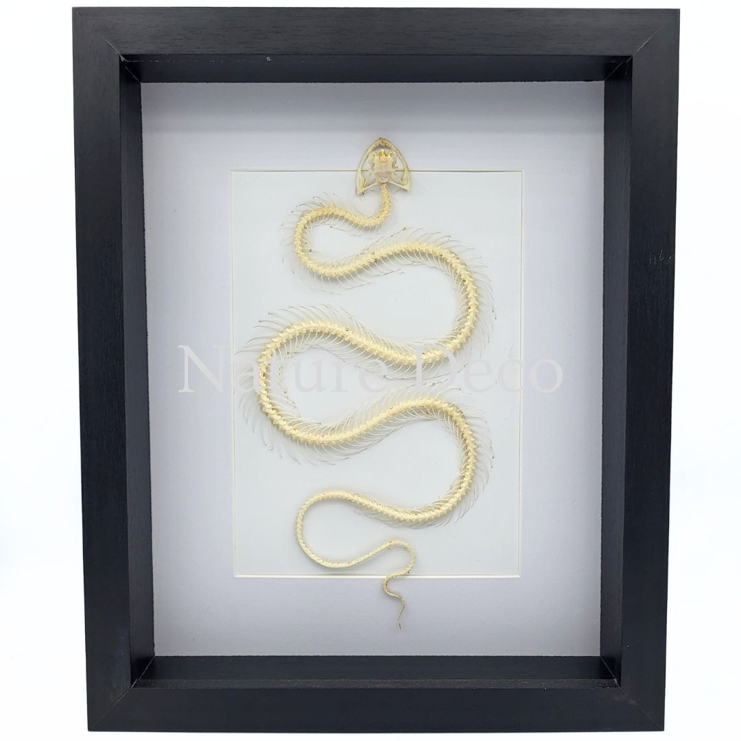 Snake skeleton in deluxe 3D frame - Nature Deco