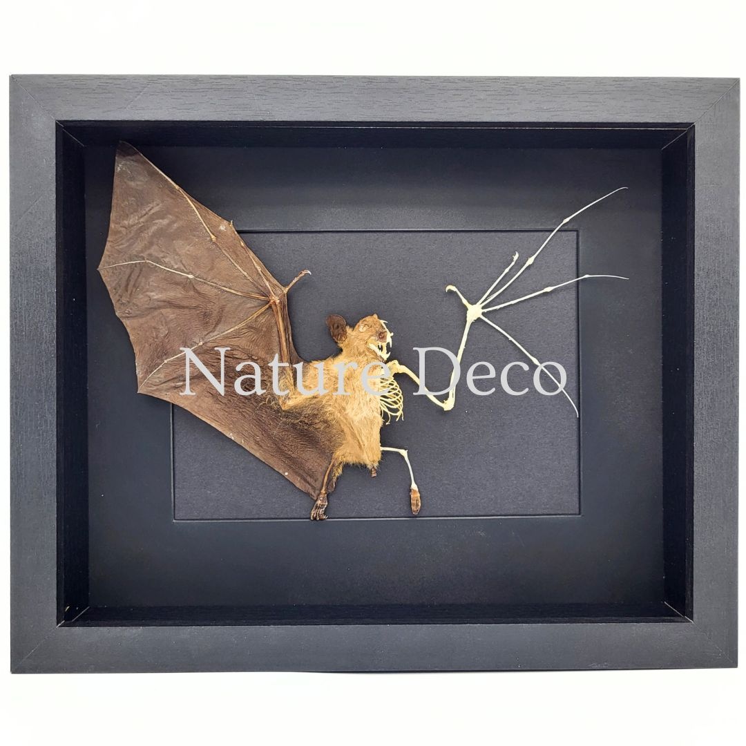 Vleermuis Spier Diagram Pagina 2 | Vleermuis Tekening Afbeeldingen