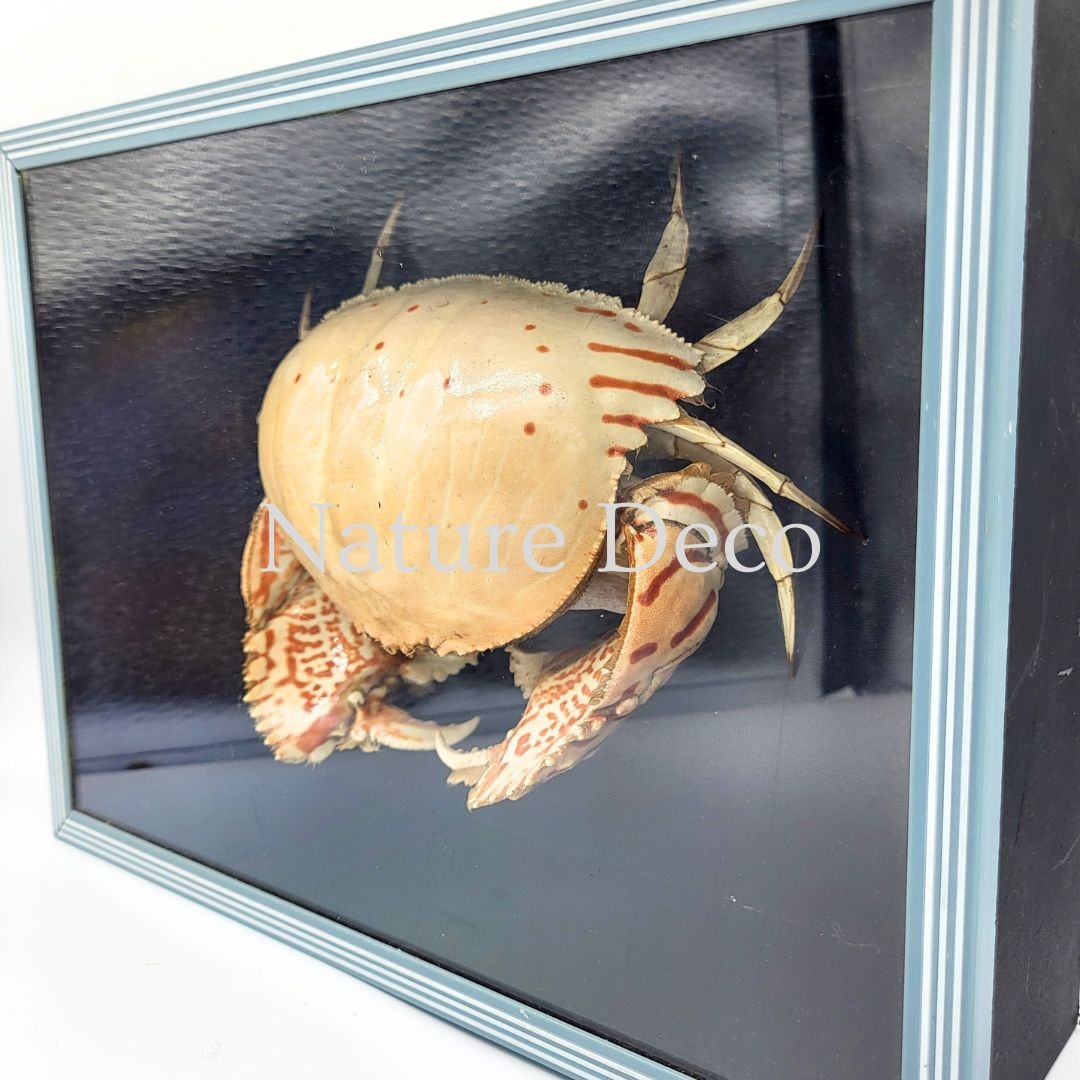 Schaamkrab (Calappa sp.) in blauwe-zwarte box 26 x 19 x 7 cm - Nature Deco