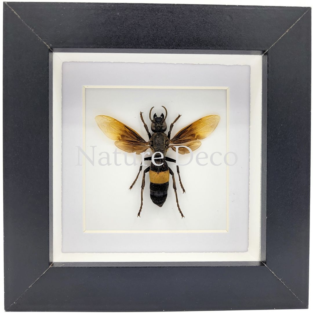 Vespa Tropica (Wasp) in luxury 3D frame, 12 x 12 cm - Nature Deco