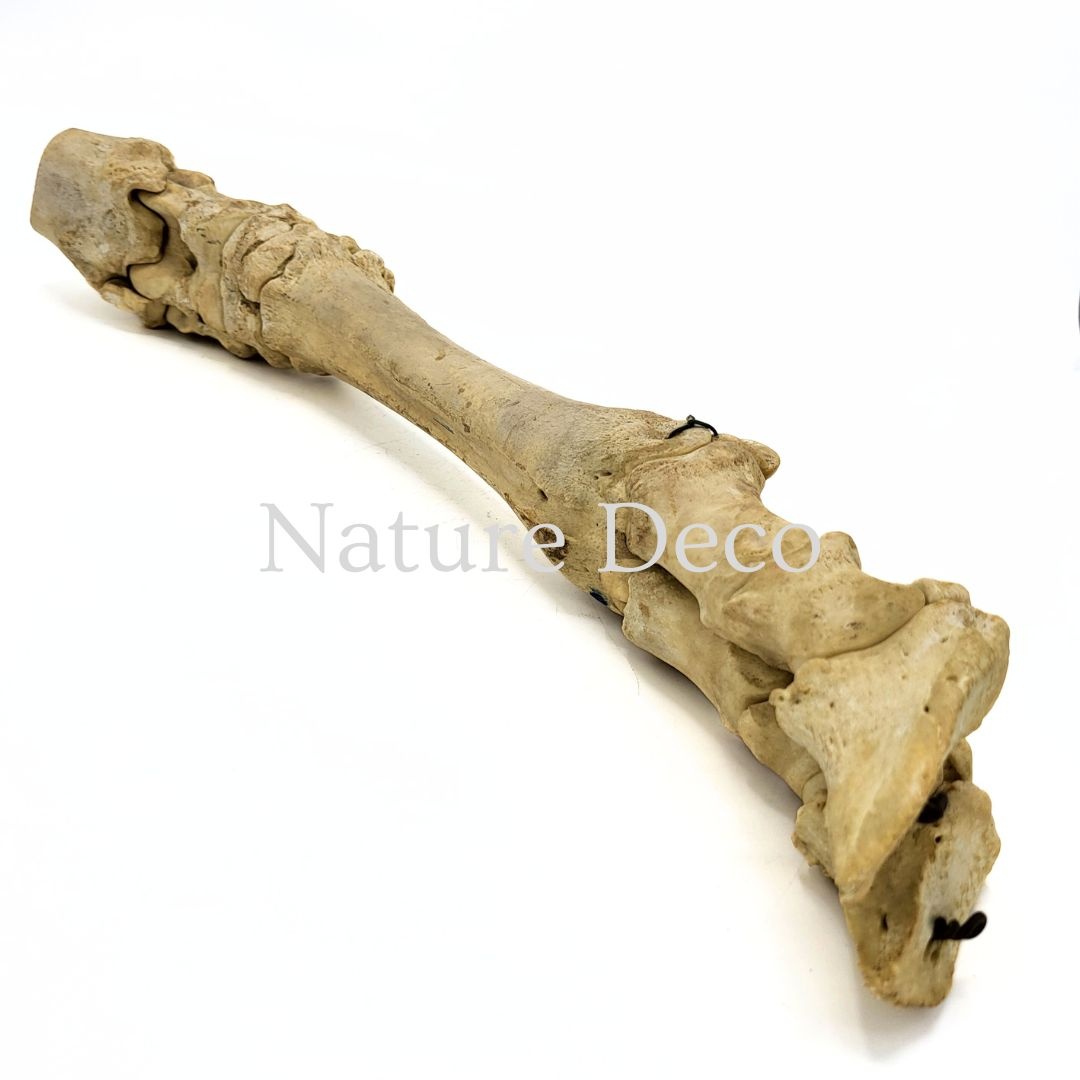 Cow Leg Bone Anatomy Cow Leg Bone Download Free 3D Model By