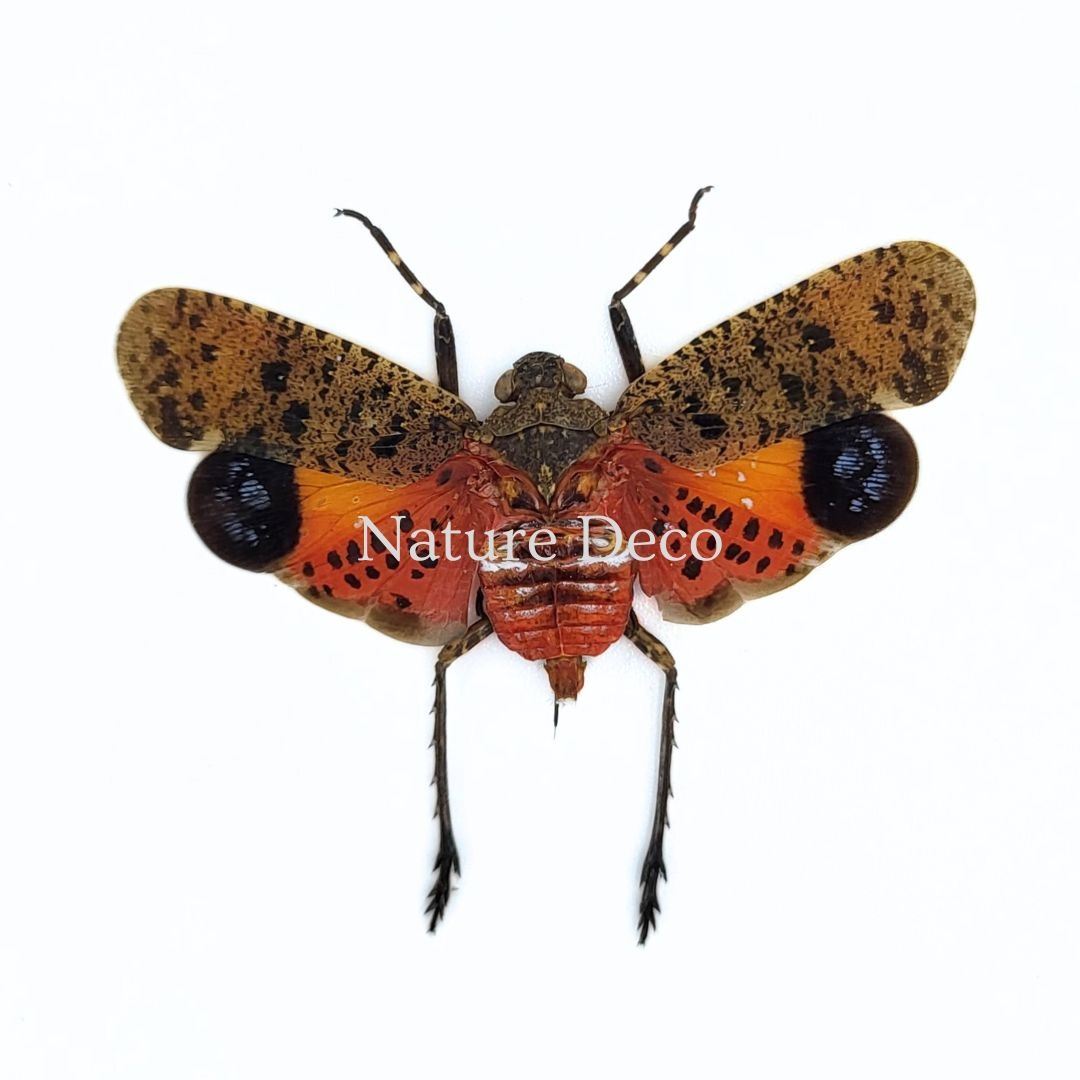 (On)geprepareerde Penthicodes puchella - Nature Deco