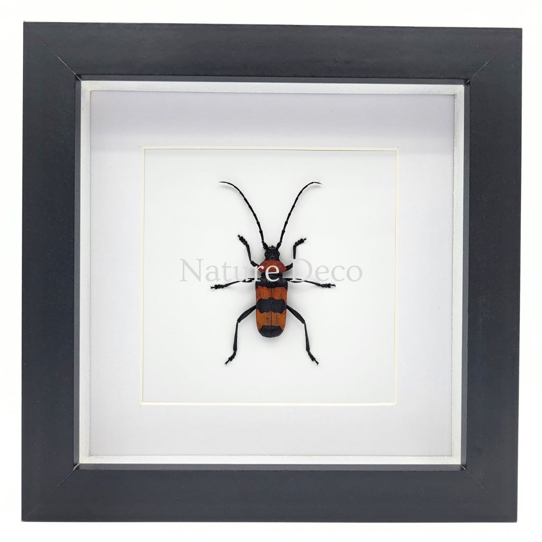 Paveia Superba in luxe 3D lijst 17 x 17 cm - Nature Deco