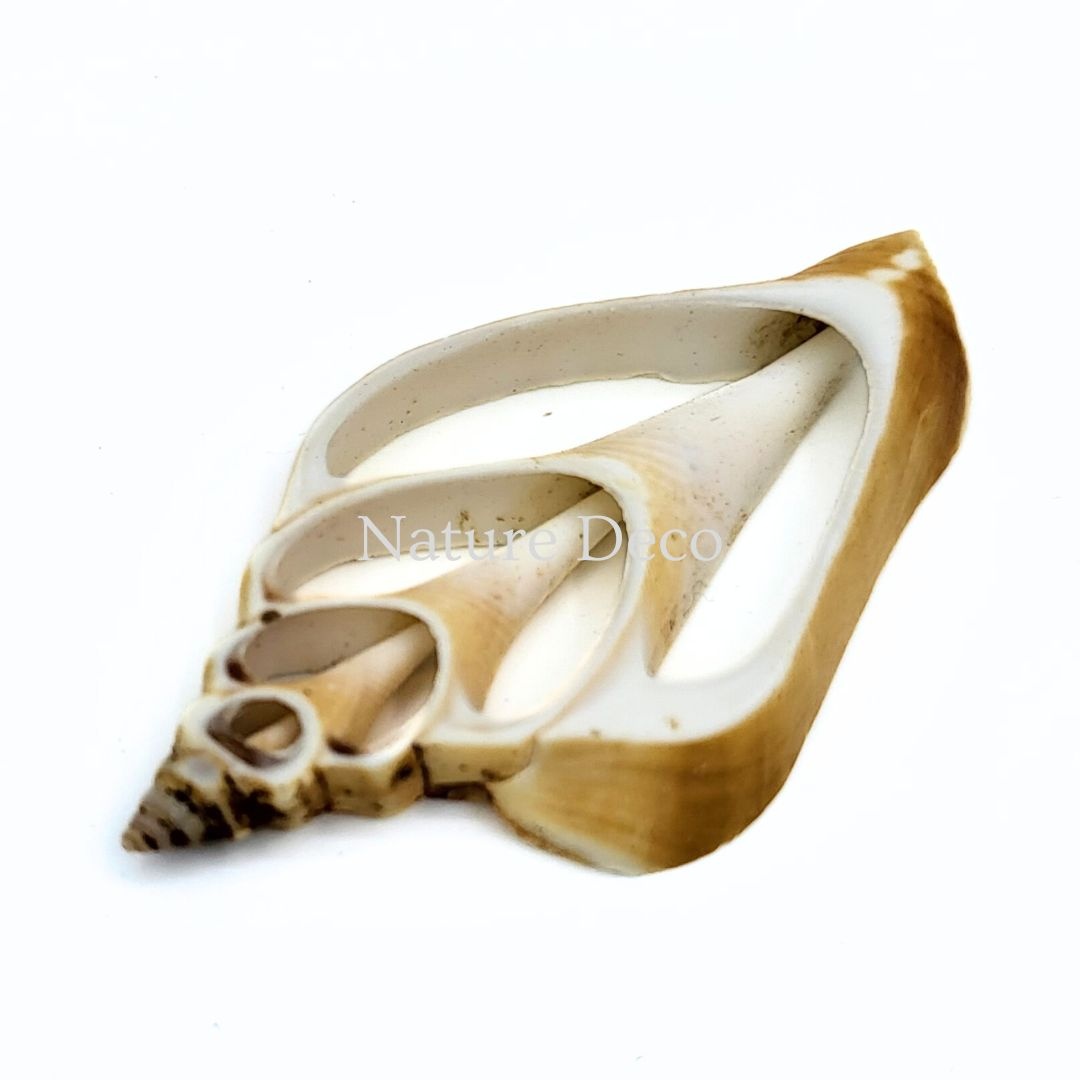 Doorgeslepen schelp - Nature Deco