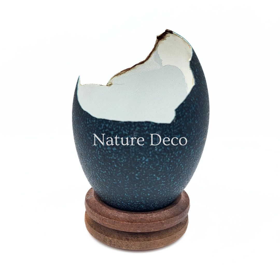 Gebroken emoe ei - Nature Deco