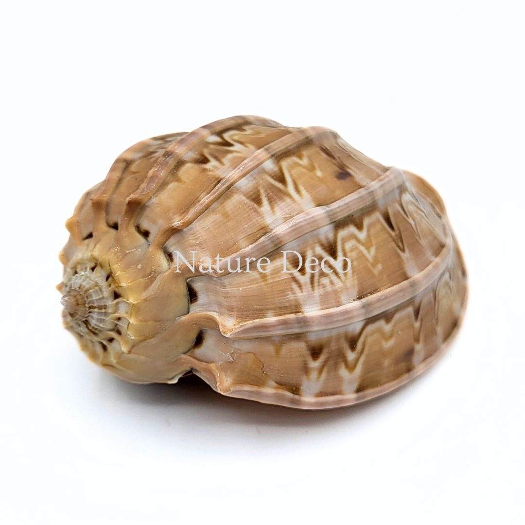 Shell #2 - Nature Deco