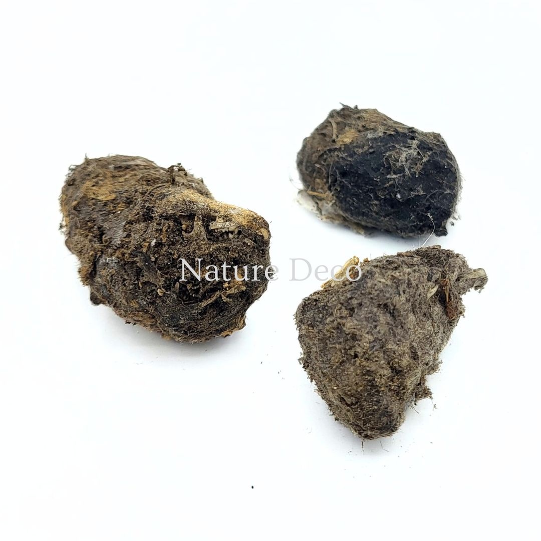 Owl pellets with identification guide (3 pieces) - Nature Deco