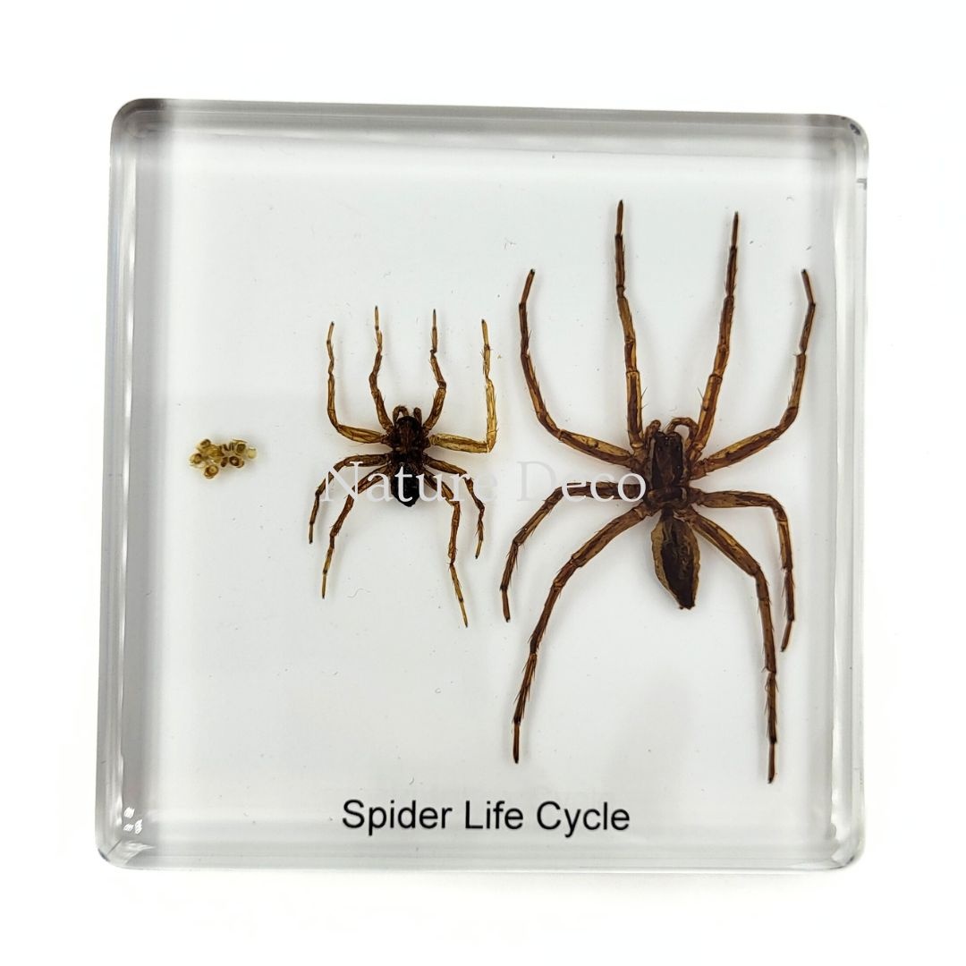 Spider life cycle in resin 7.5 x 7.5 x 1 cm - Nature Deco