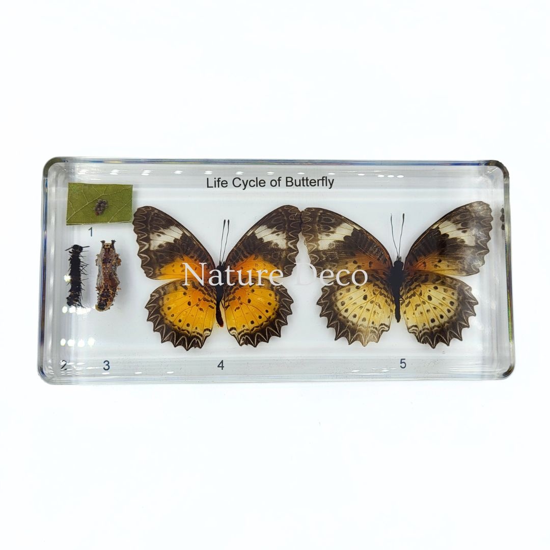 Butterfly life cycle in resin #1, 7.5 x 16 x 2 cm - Nature Deco