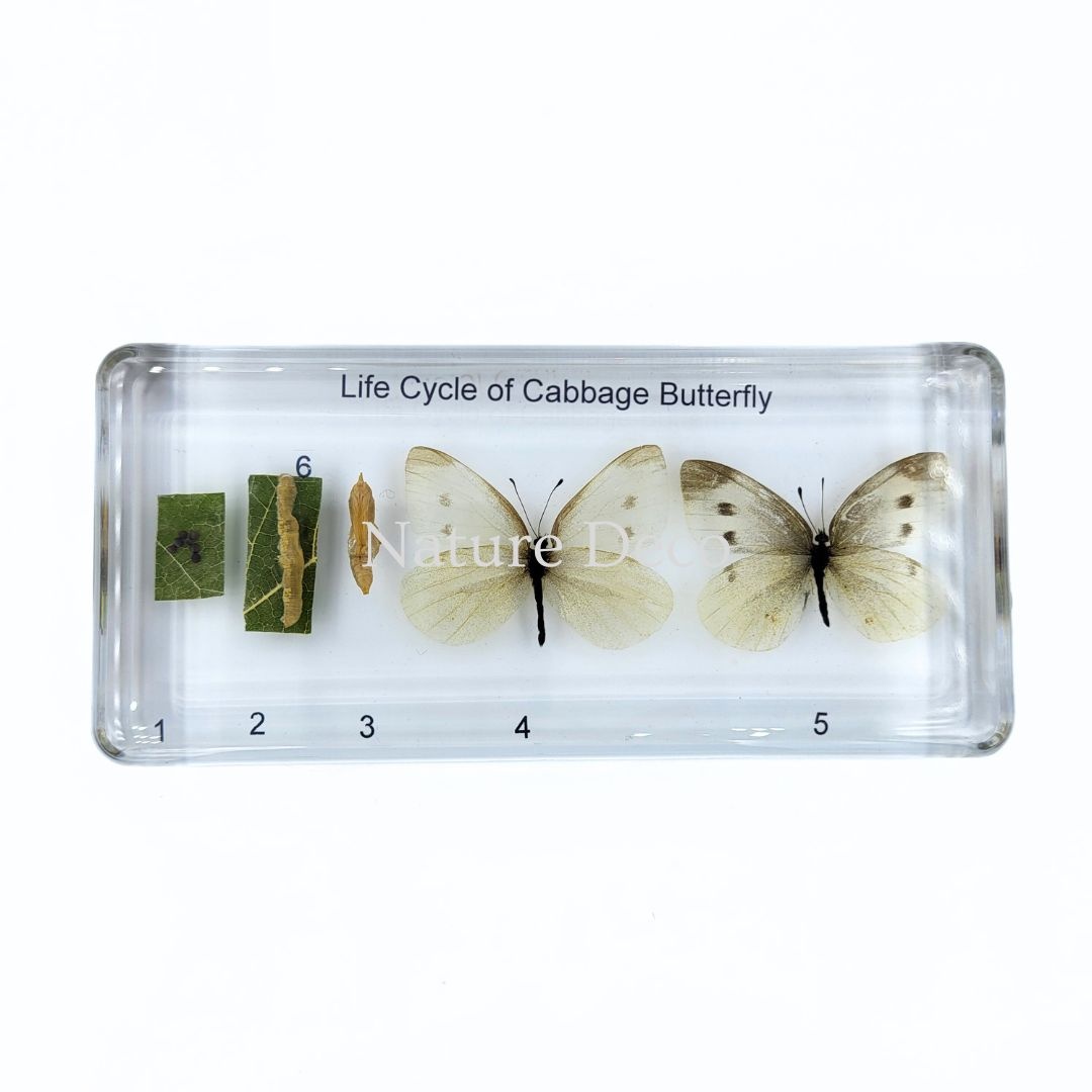 Butterfly life cycle in resin #3, 13.5 x 6 x 2 cm - Nature Deco