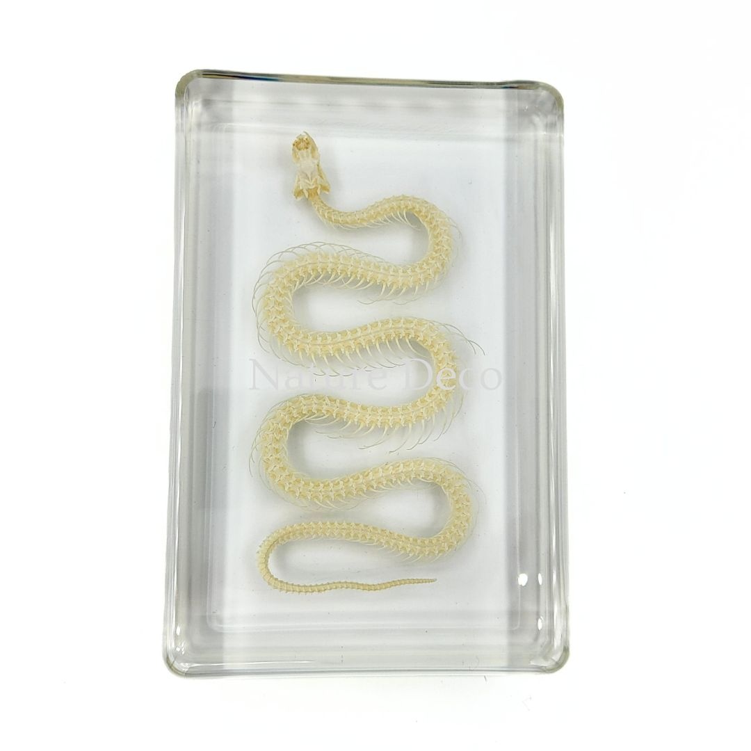 Slangenskelet in hars groot, 13,5 x 9 x 2,5 cm - Nature Deco