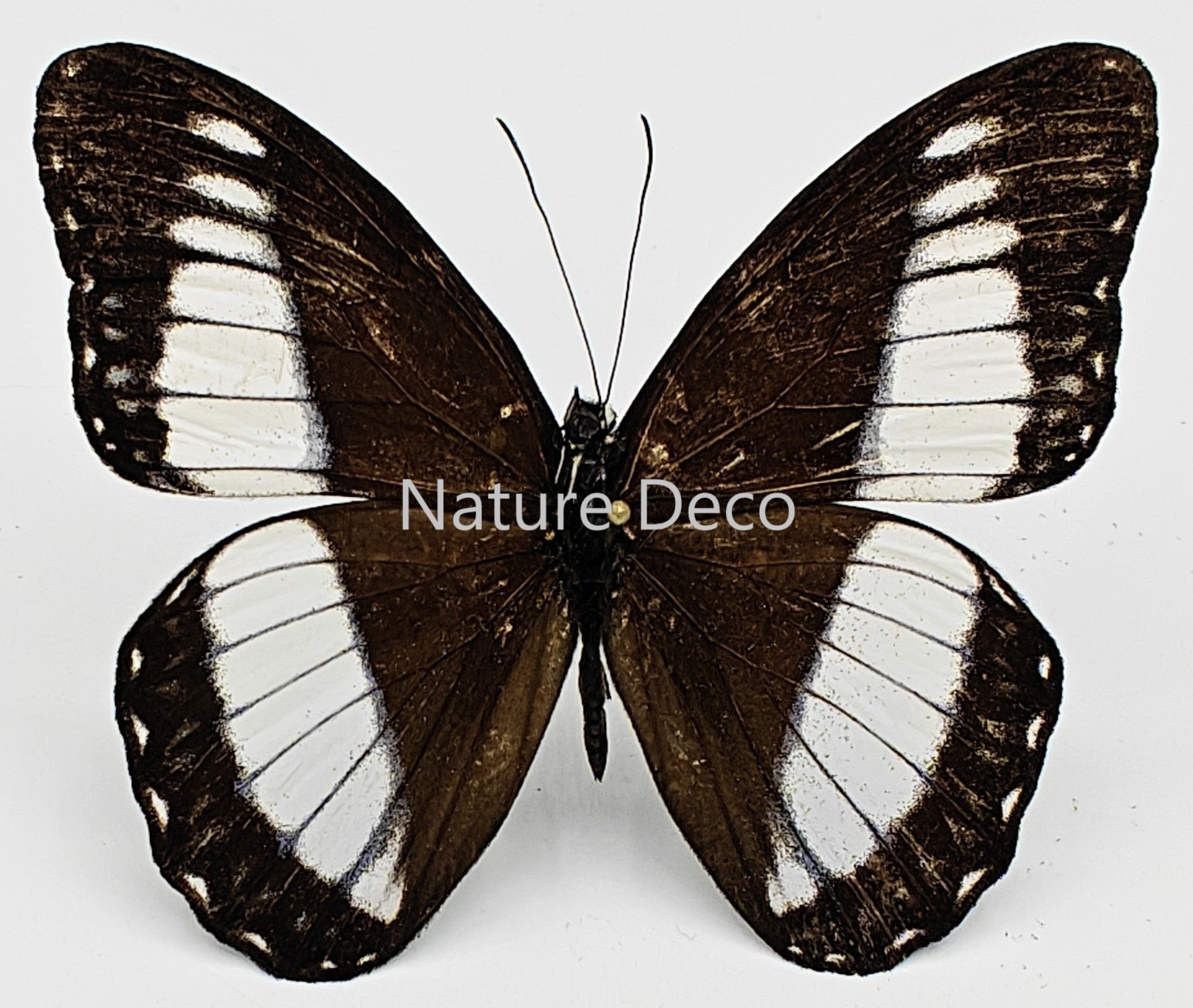 Ongeprepareerde Zethera pimplea - Nature Deco