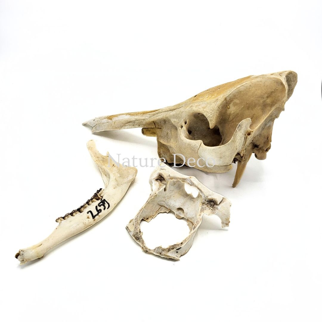 Set of various animal bones #1 - Nature Deco