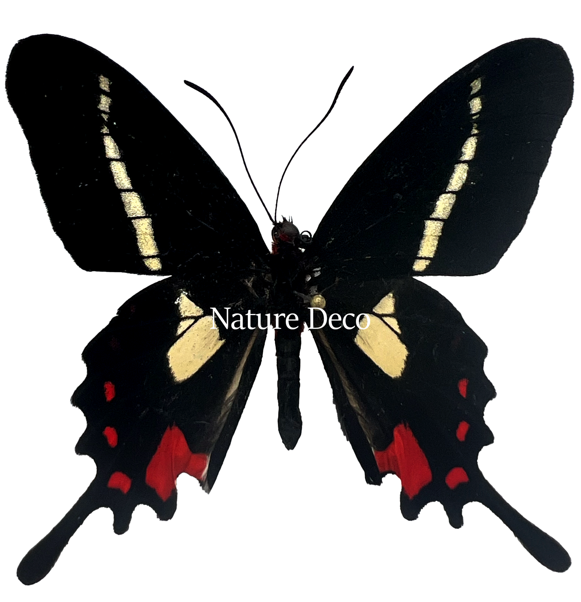 Ongeprepareerde Parides Agavus - Nature Deco