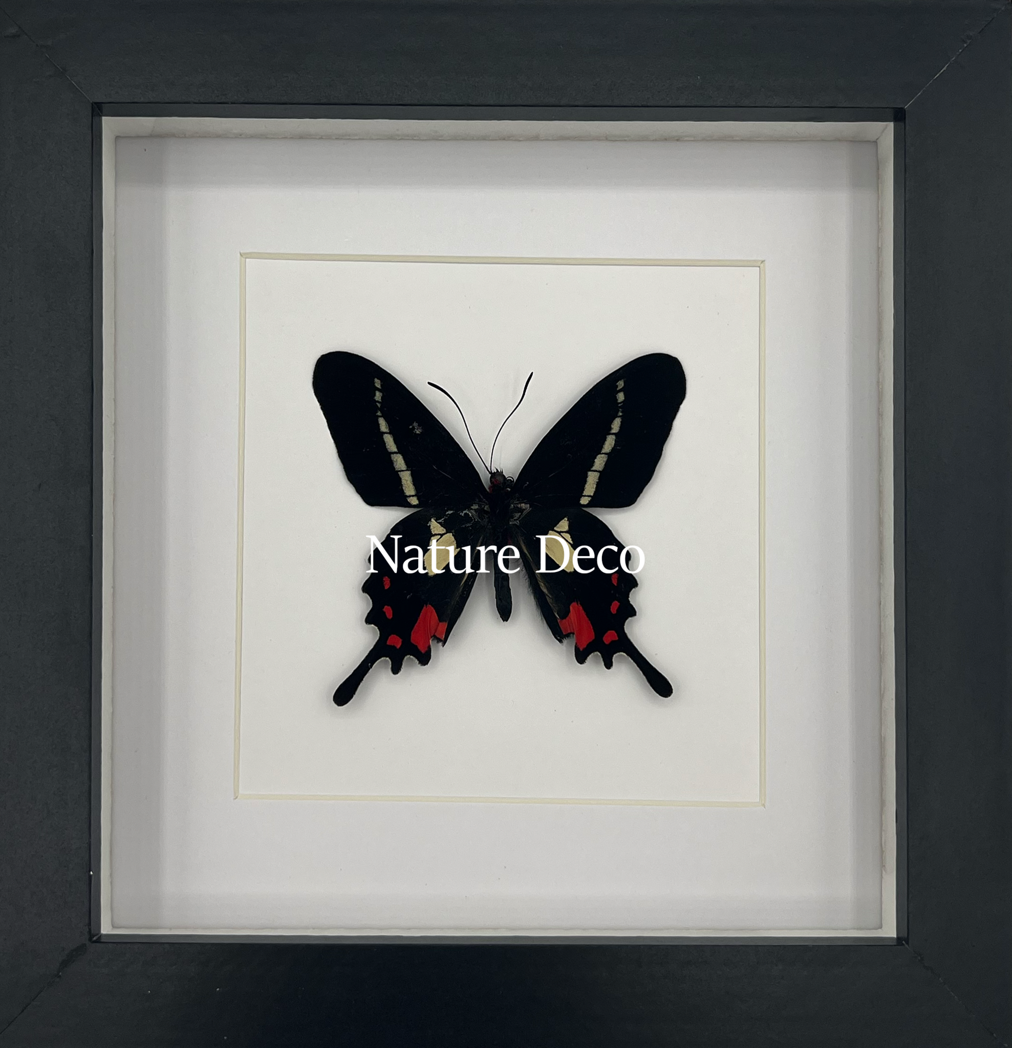 Parides Agavus in luxe 3D lijst 17 x 17cm - Nature Deco