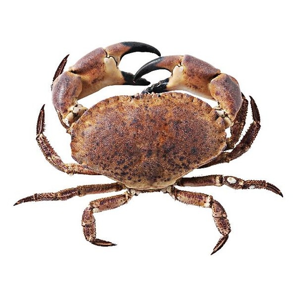 Noordzee krab (groot) heel levend, pantser en scharen, 400-700gr ...