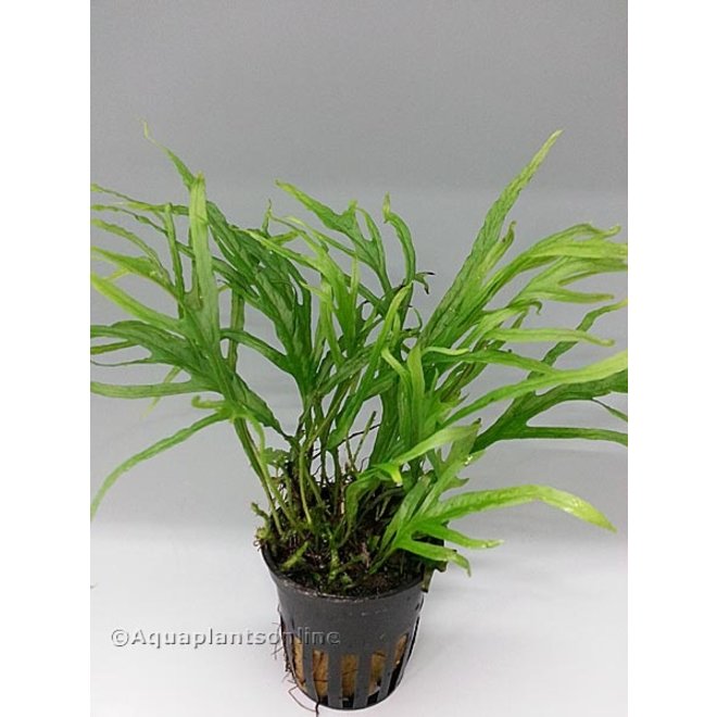 Microsorum pteropus trident - Aquaplantsonline voor al uw ...