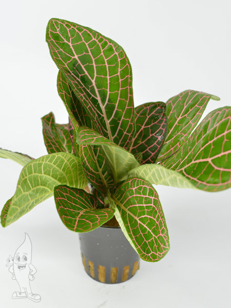 Fittonia Red - voor de mooiste aquariumplanten en producten