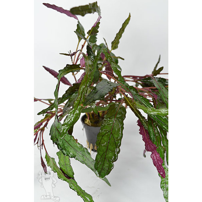 Hemigraphis Exotica - Aquaplantsonline voor al uw aquariumplanten en ...
