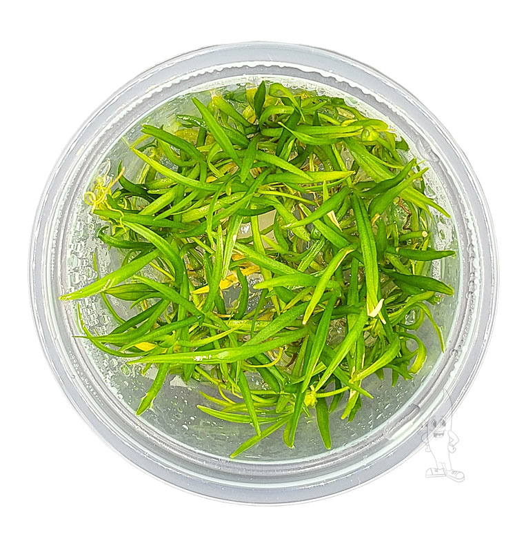 Helanthium tenellum (Echinodorus tenellus), invitro bakje - voor de ...