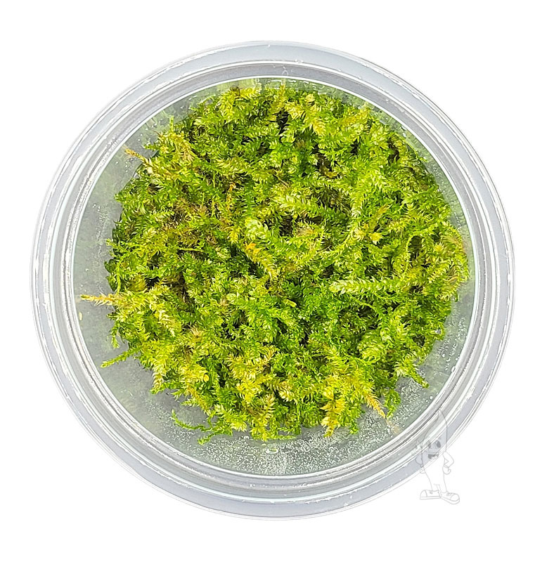 Vesicularia montagnei (Christmas mos), invitro bakje - voor de mooiste ...