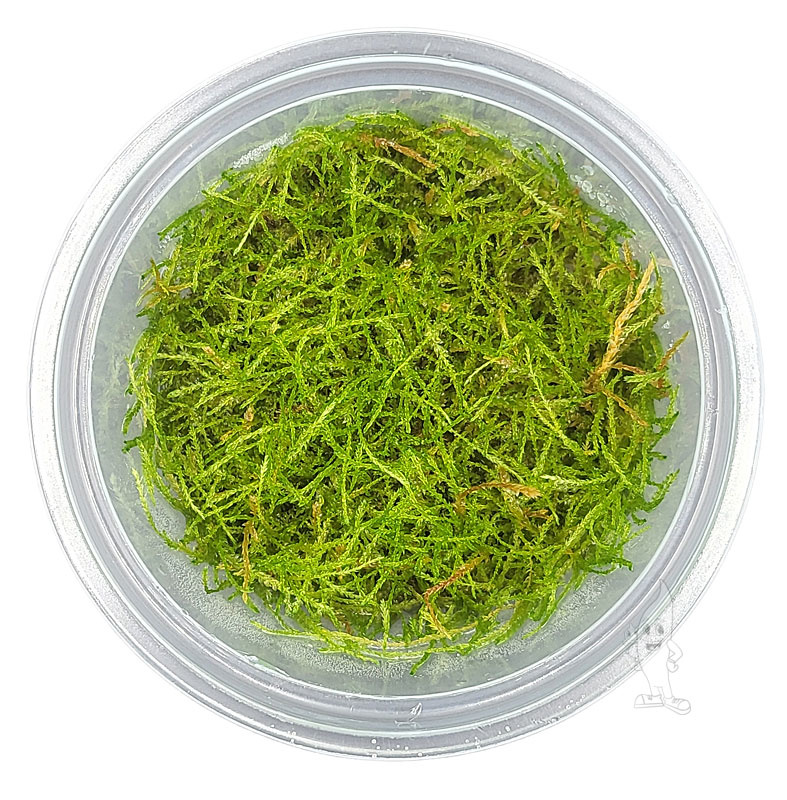 Taxiphyllum barbieri (Java mos), invitro bakje - voor de mooiste ...