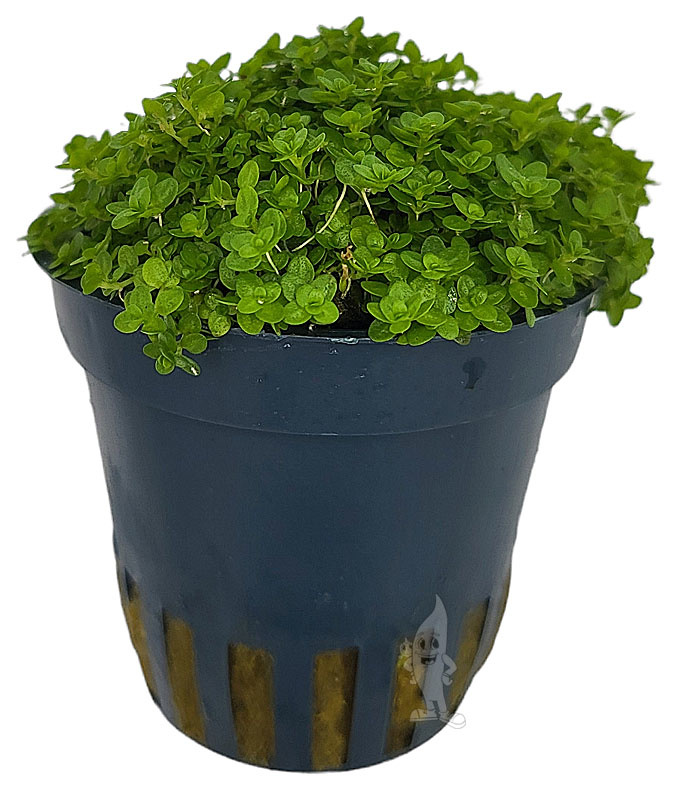 Hemianthus Callitrichoides - voor de mooiste aquariumplanten en producten