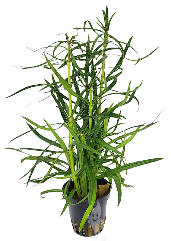 Eustralis stellata - voor de mooiste aquariumplanten en producten