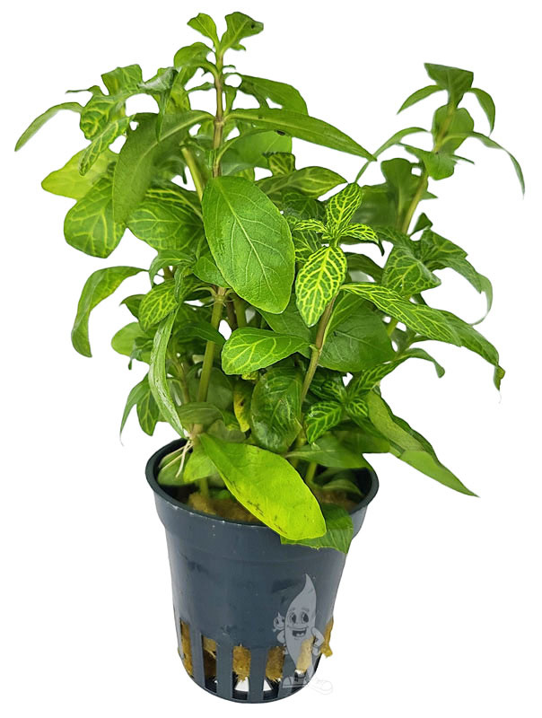 Hygrophila polysperma sunset - voor de mooiste aquariumplanten en producten