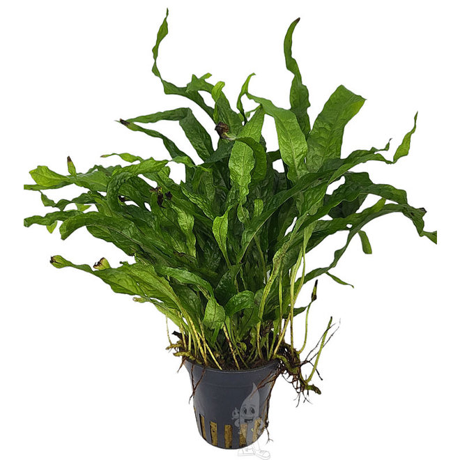 Microsorum pteropus petit - Aquaplantsonline voor al uw aquariumplanten ...