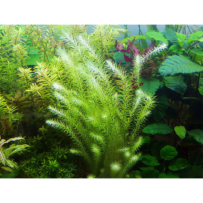 Mayaca Fluviatilis, invitro bakje - Aquaplantsonline voor al uw ...