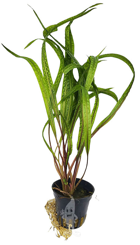 Cryptocoryne balansae - voor de mooiste aquariumplanten en producten
