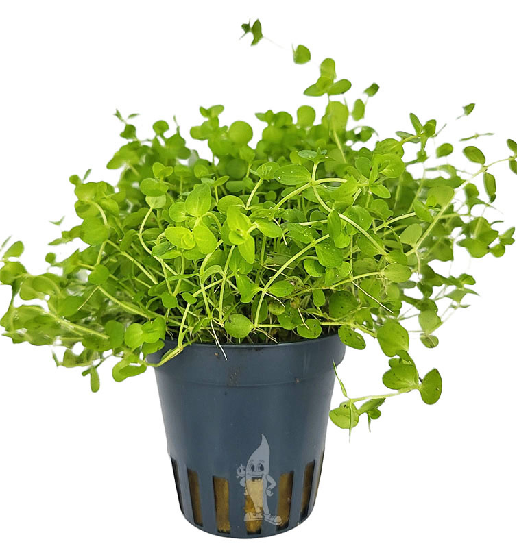 Micranthemum umbrosum - voor de mooiste aquariumplanten en producten